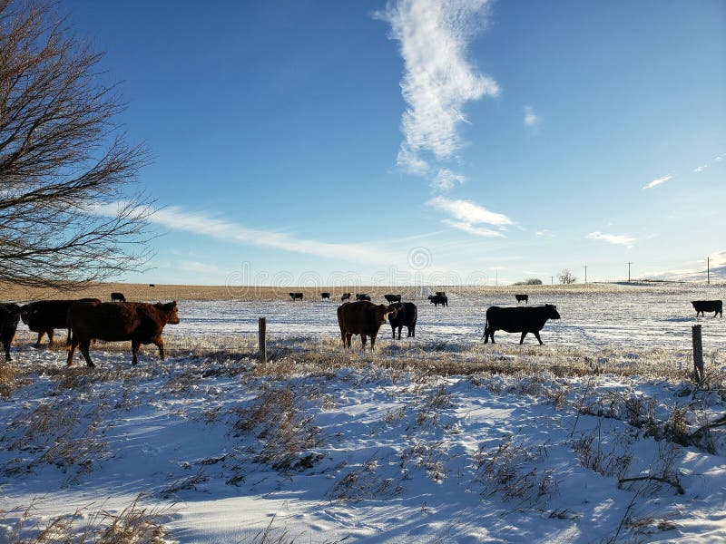 Nebraska Cattle Standing in an Open Field Under Blue Sky during the ...