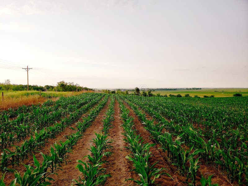 Nebraska corn landscape stock image. Image of landscape - 156443195