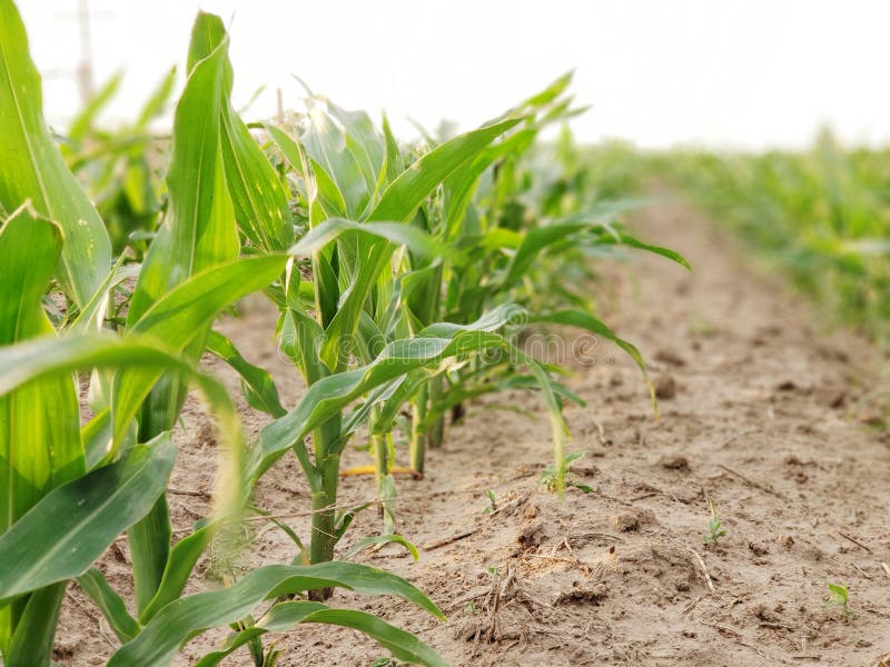 Nebraska corn landscape stock image. Image of landscape - 156443195
