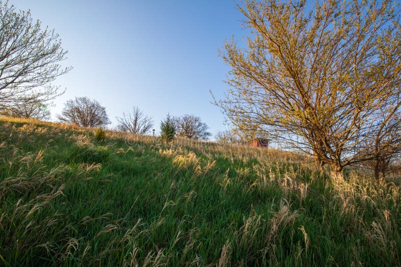 Purple Deadnettle And Henbit Flowering In Corn And Soybean Fields In ...
