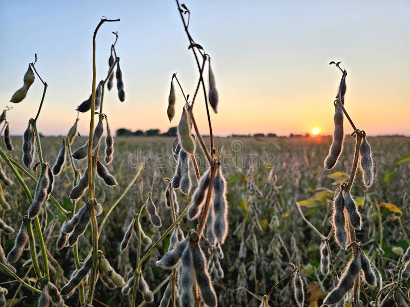 Nebraska Soybean Landscape at Sunset Stock Photo - Image of drying ...