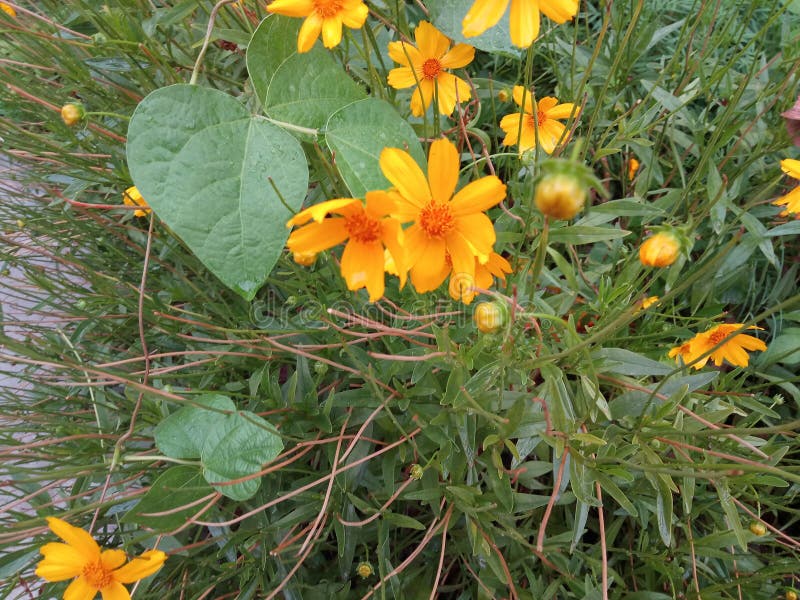 Nechar Stock Photos - Free & Royalty-Free Stock Photos from Dreamstime