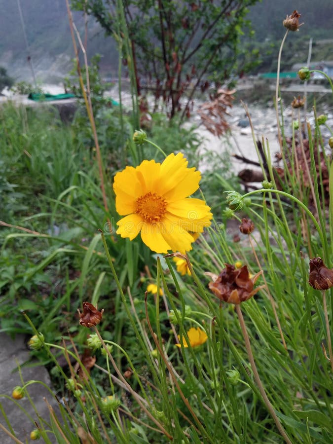 Nechar Stock Photos - Free & Royalty-Free Stock Photos from Dreamstime