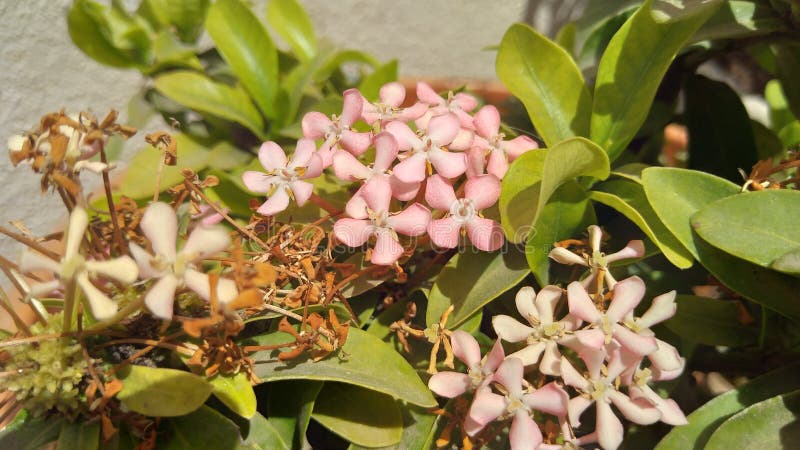 Nechar Stock Photos - Free & Royalty-Free Stock Photos from Dreamstime