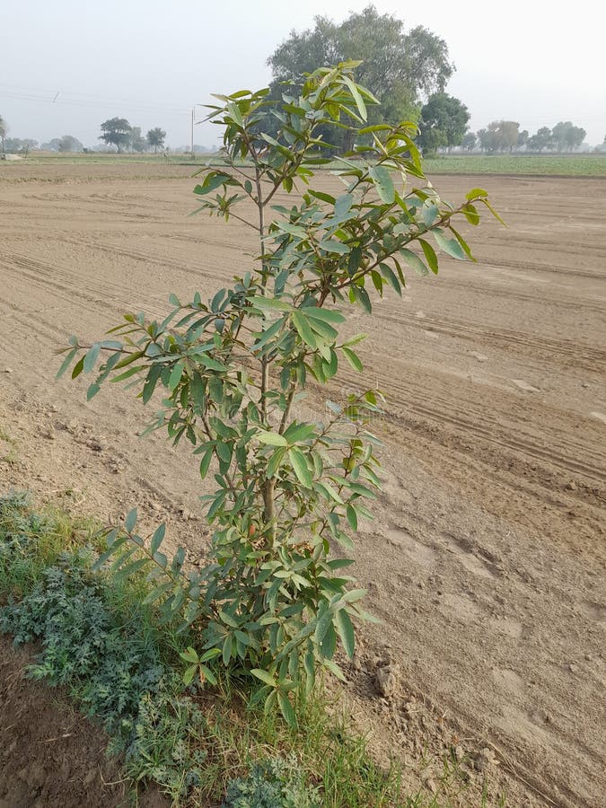 Nechar tree green little stock image. Image of little - 247678243