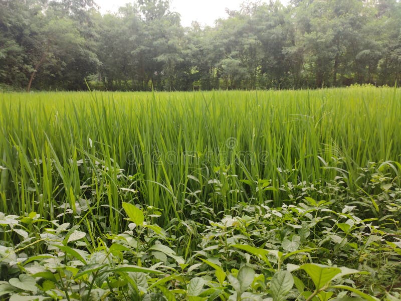 Nechar Stock Photos - Free & Royalty-Free Stock Photos from Dreamstime