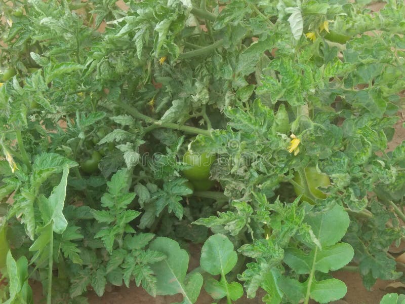 Nechral stock photo. Image of herb, subshrub, agriculture - 107728228