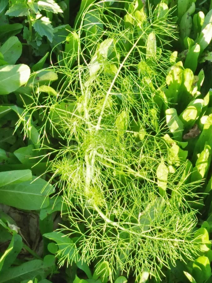 Nechral stock image. Image of newphoto, nechral - 107728023