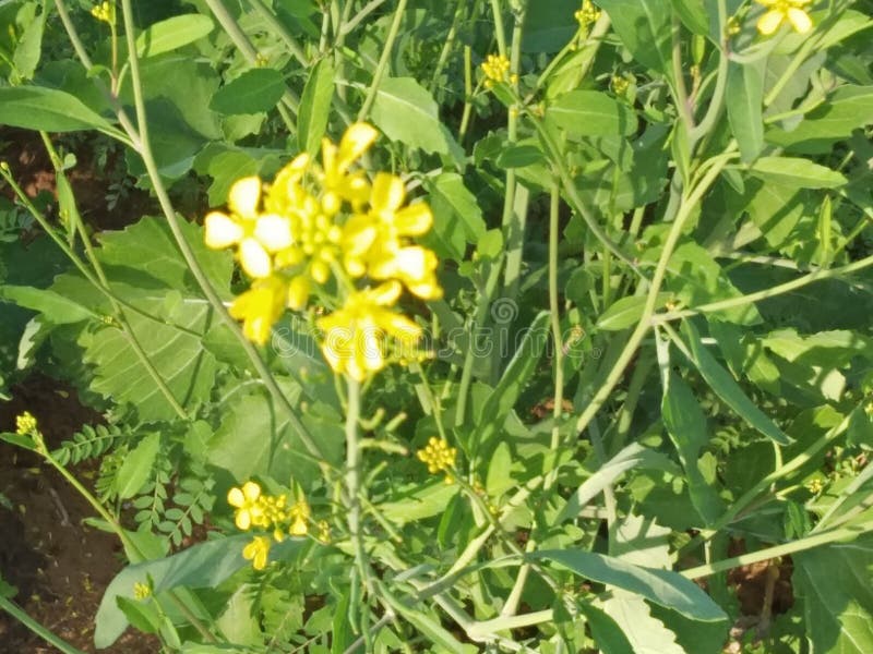 Nechral stock photo. Image of hdphoto, nechral, newphoto - 107728066