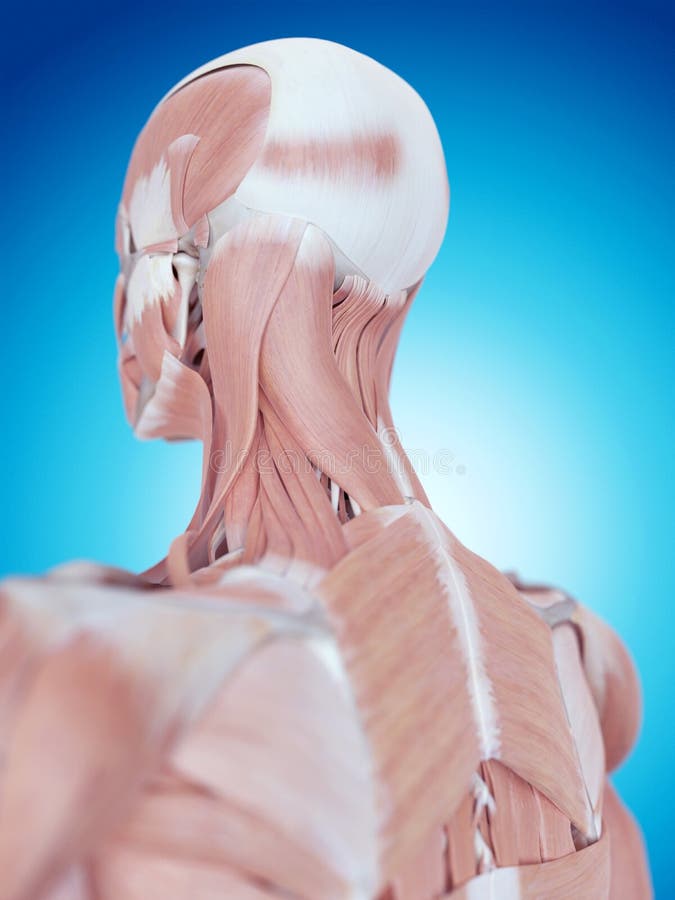 The neck anatomy stock illustration. Illustration of medically - 57248346