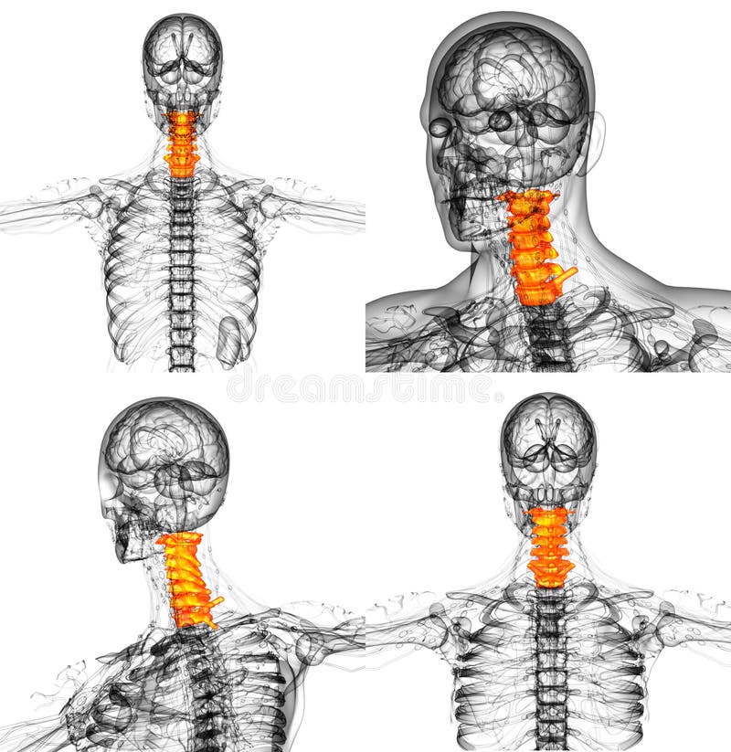Neck bone stock illustration. Illustration of physiology - 88544669