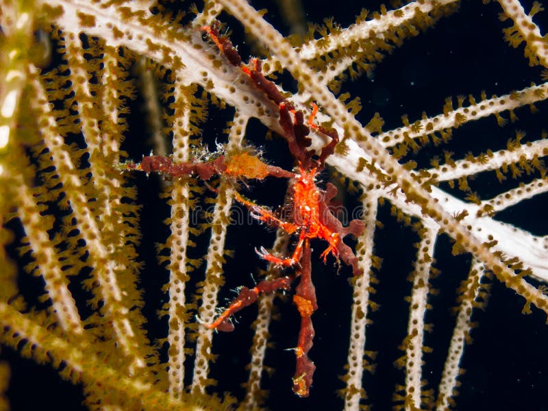 Neck Crab on Sea Fan stock photo. Image of crab, natural - 110636656