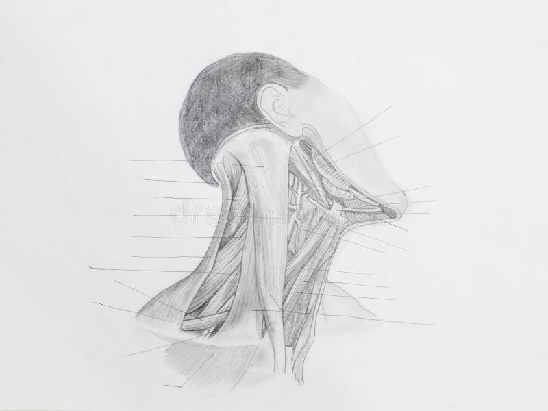 1,233,000+ Anatomy muscles neck Free Stock Photos - StockFreeImages