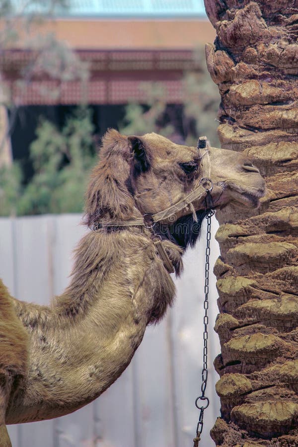Neck and head of camel stock photo. Image of outdoor - 208987546