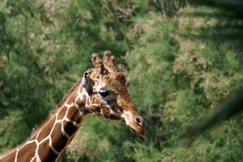 338 Giraffe Head Side View Stock Photos - Free & Royalty-Free Stock ...