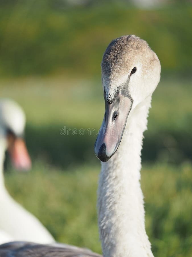 The Neck and Head of a Wild Grey Swan Stock Photo - Image of beak, head ...