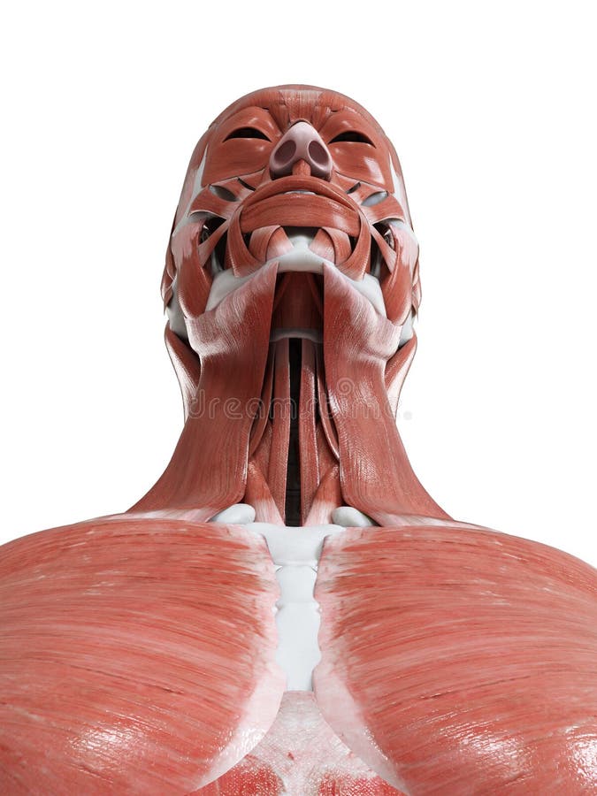 The neck muscle stock illustration. Illustration of fitness - 150941606