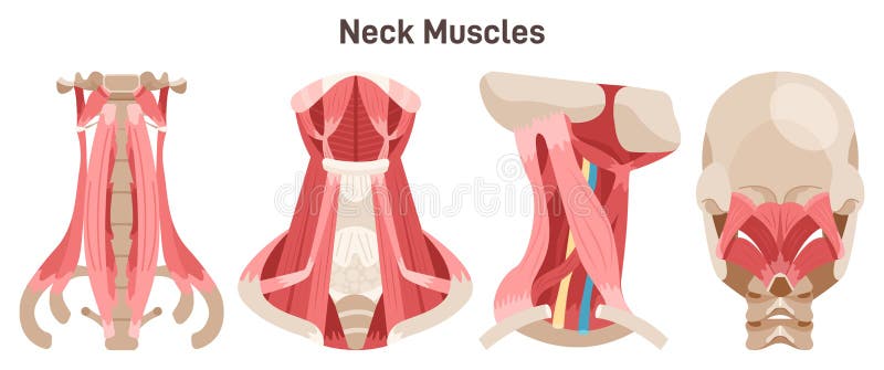 Neck Muscles Front, Side and Back View. Didactic Scheme of Anatomy of ...