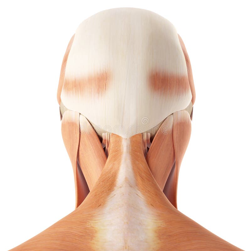 The neck muscles stock illustration. Illustration of white - 56286960