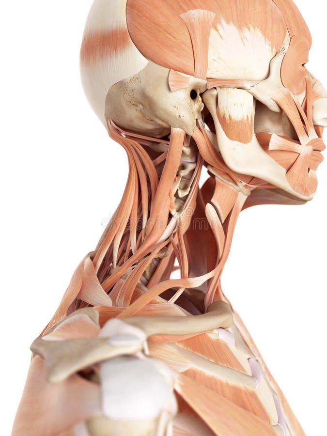 The neck muscles stock illustration. Illustration of white - 56287145