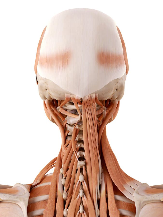 Neck muscles stock illustration. Illustration of muslces - 59789552
