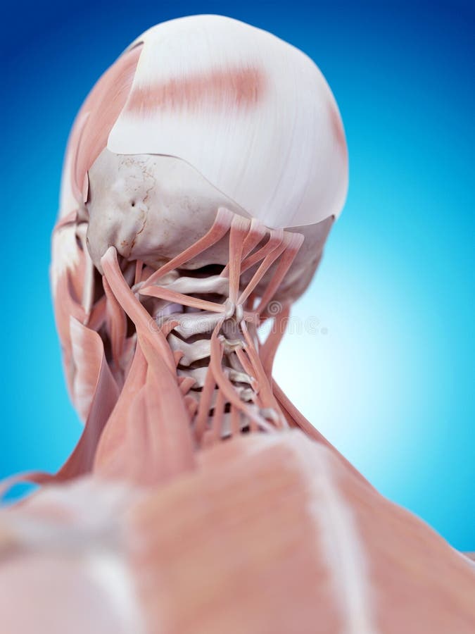 The neck muscles stock illustration. Illustration of skeleton - 57248662