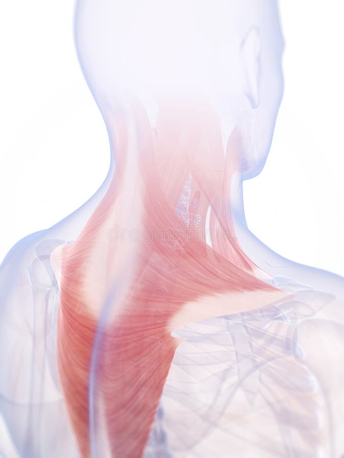 The neck musculature stock illustration. Illustration of fibre - 34165554
