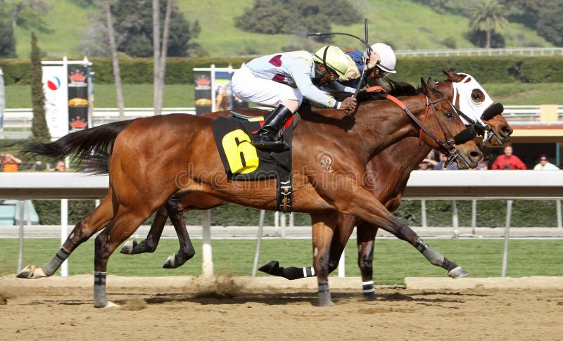 Neck and Neck Horse Race editorial stock photo. Image of power - 18387378