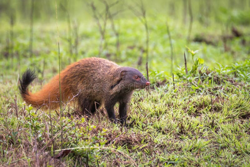 Mungo, Der In Der Sommersonne In Einem Zoo In Erfurt Sich Aalt Das Tier ...