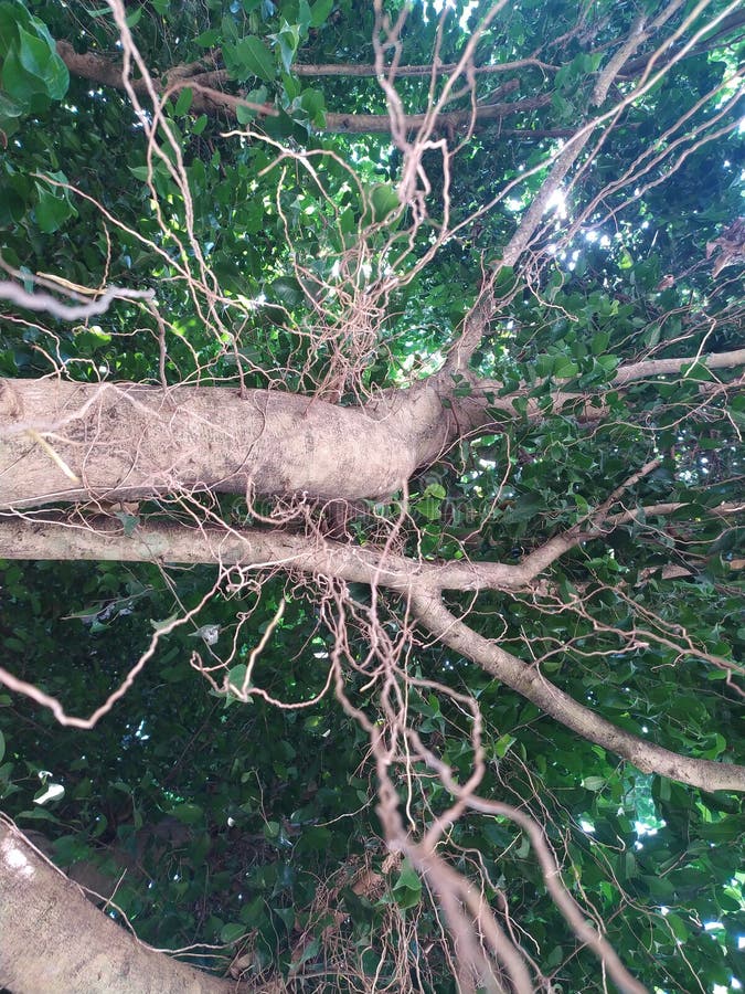 Necklace of Tree in the Morning, Shot from Under the Tree. Stock Photo ...
