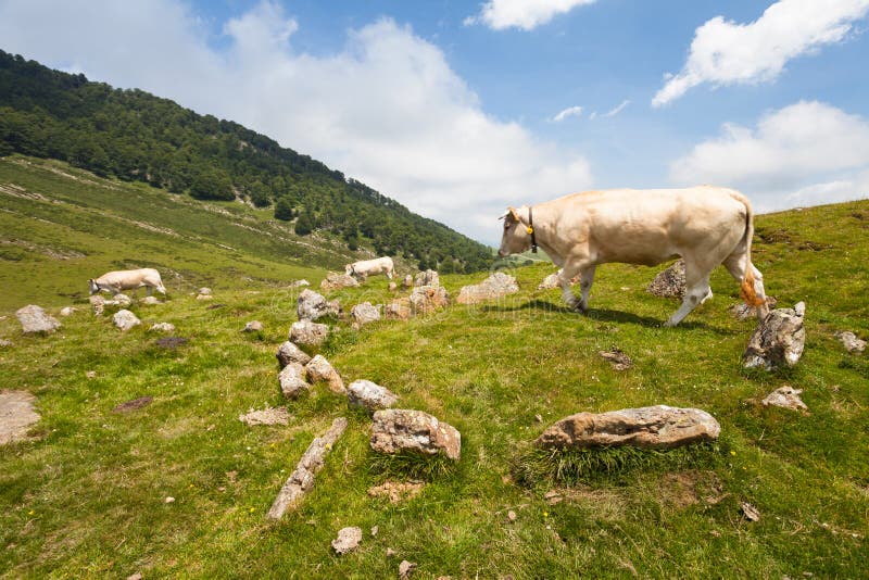 Necropolis of the Iron Age Traversed by a Cow Stock Photo - Image of ...