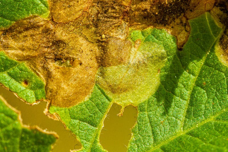 Necrosis Spots on Plant Leaves Stock Image - Image of disease, health ...