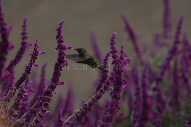Nectar Bird stock image. Image of tweet, flower, flutter - 308449