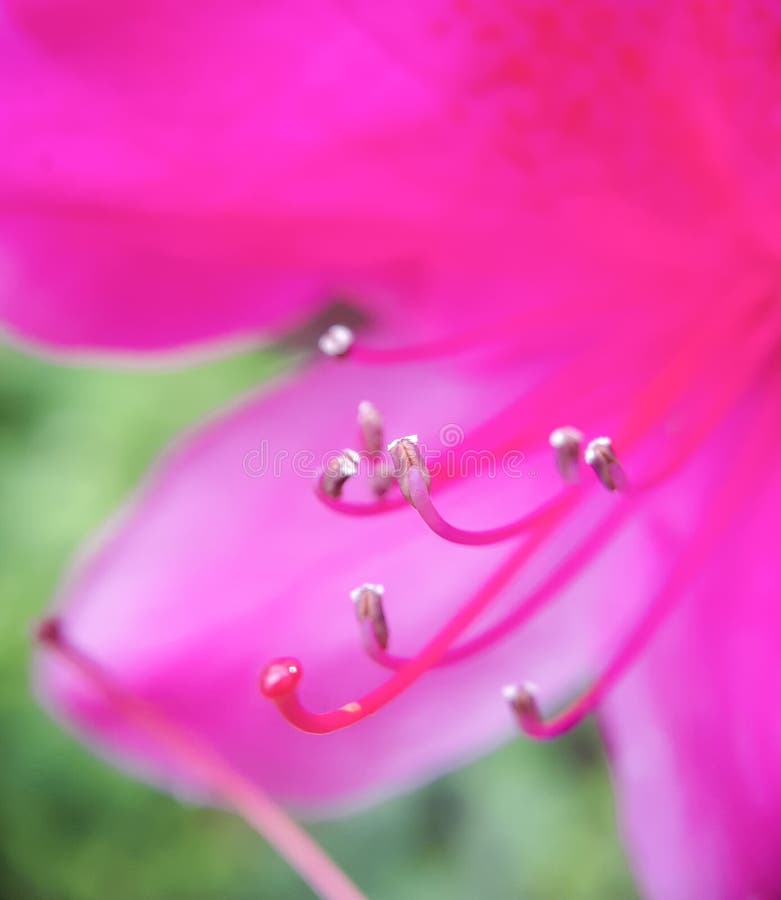 The Nectar of Hibiscus Flowers. Stock Photo - Image of hibiscus ...