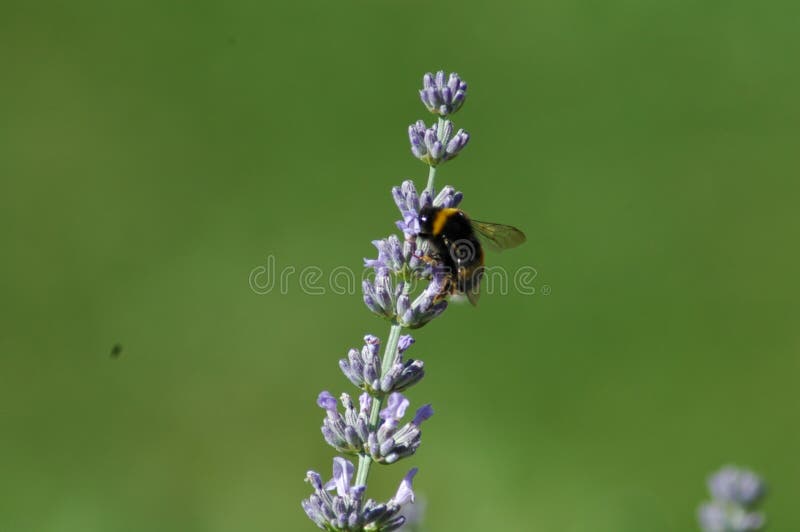 Nectar, Honey Bee, Bee, Insect Picture. Image: 134005774