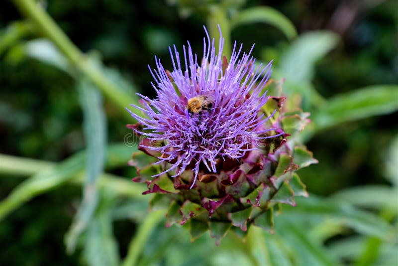 Nectar of life stock photo. Image of flower, green, vibrant - 81849576