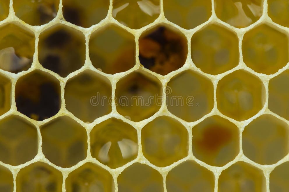 Nectar and pollen in combs stock photo. Image of sunny - 393521534