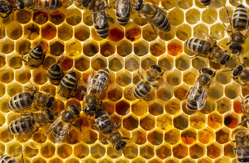 Nectar, Pollen and Eggs in Combs Stock Image - Image of animal, honey ...