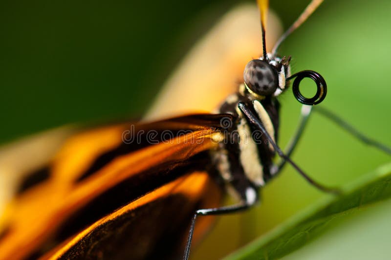 Nectar Sucking Butterfly Up-Close Stock Image - Image of macro, spring ...