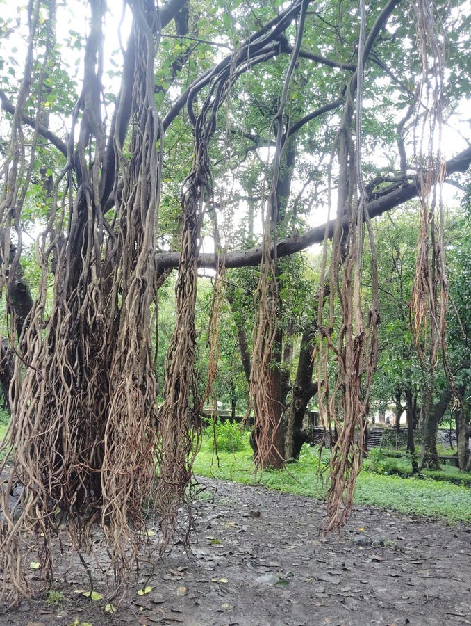 This is the Nectar Tree from Which the Jade Comes Out of the Ground and ...