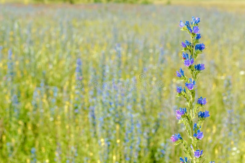 Nectariferous Flower Echium Vulgare Field Stock Photos - Free & Royalty ...