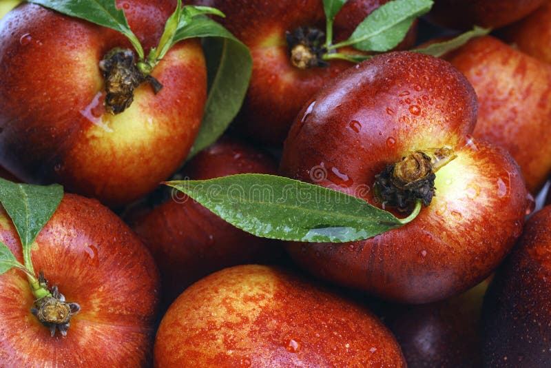 Fruta de la nectarina imagen de archivo. Imagen de dieta - 10116429