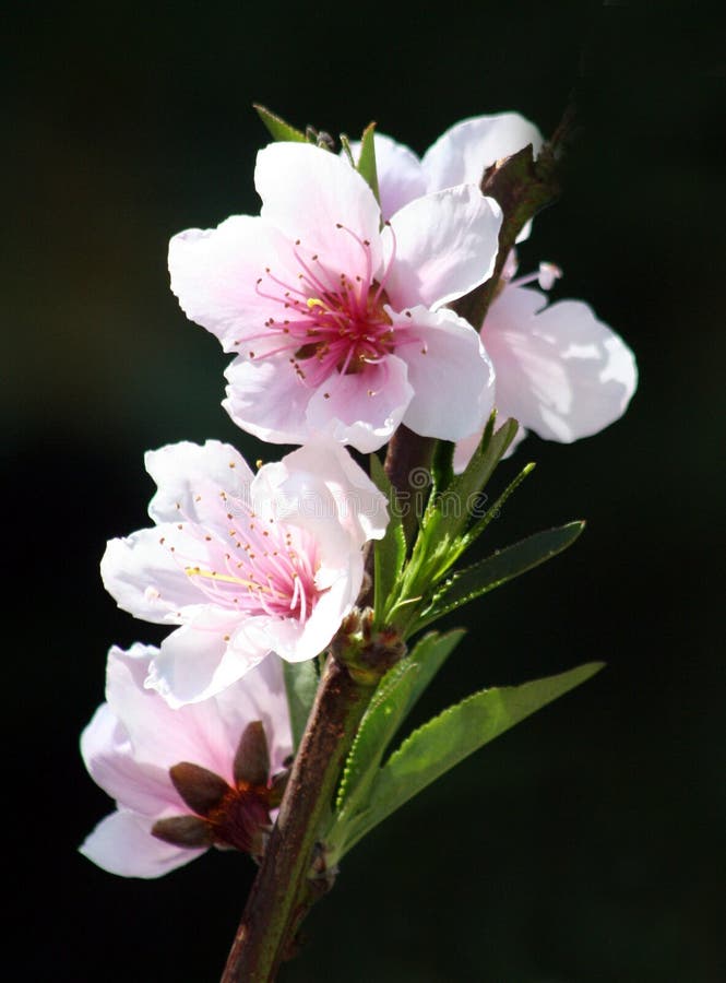 Eifel tower stock image. Image of construction, sightseeing - 521221