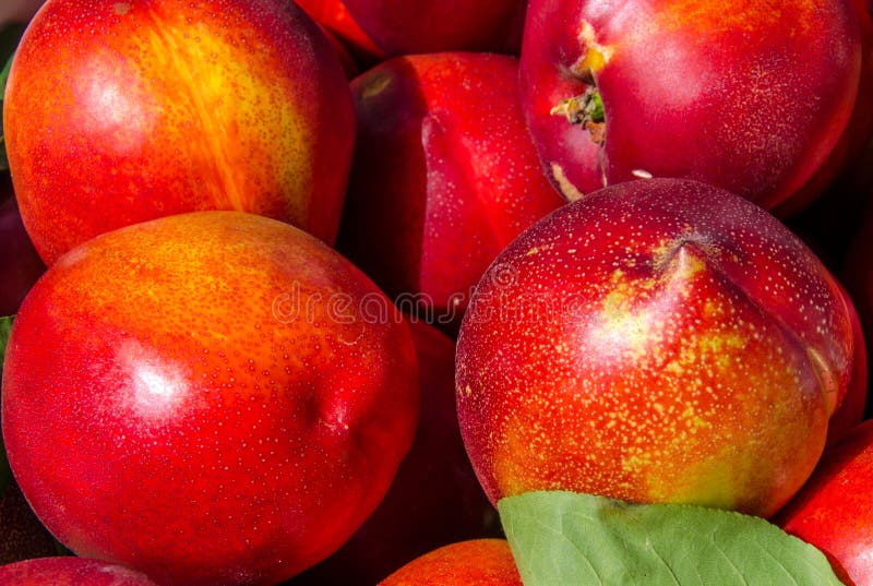 Nectarine stock image. Image of agriculture, farm, detail - 41771391