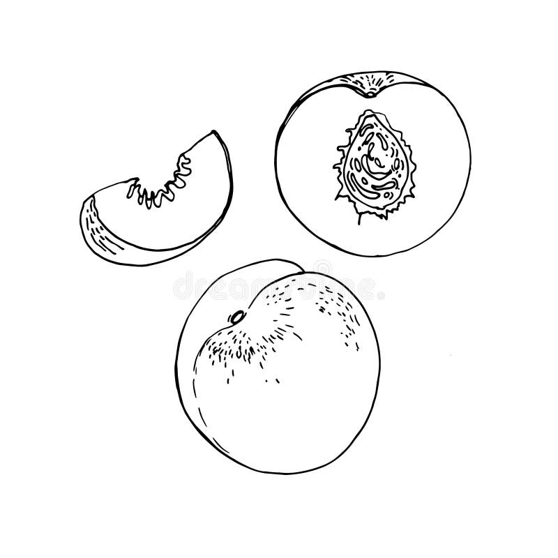 Nectarine Fruit Vector Drawing of Food. Stock Vector - Illustration of ...