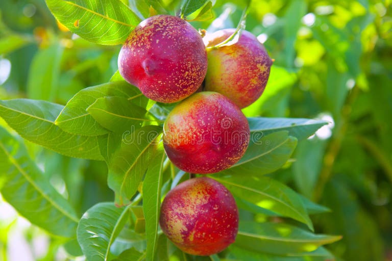 Nectarine Fruits on a Tree with Red Color Stock Photo - Image of mellow ...