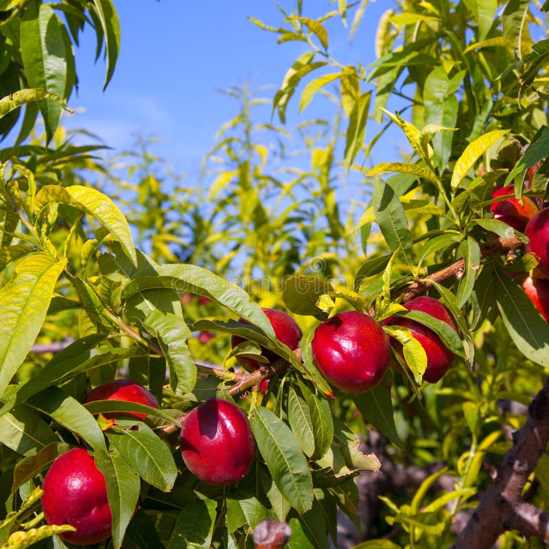 Nectarine Fruits on a Tree with Red Color Stock Photo - Image of edible ...