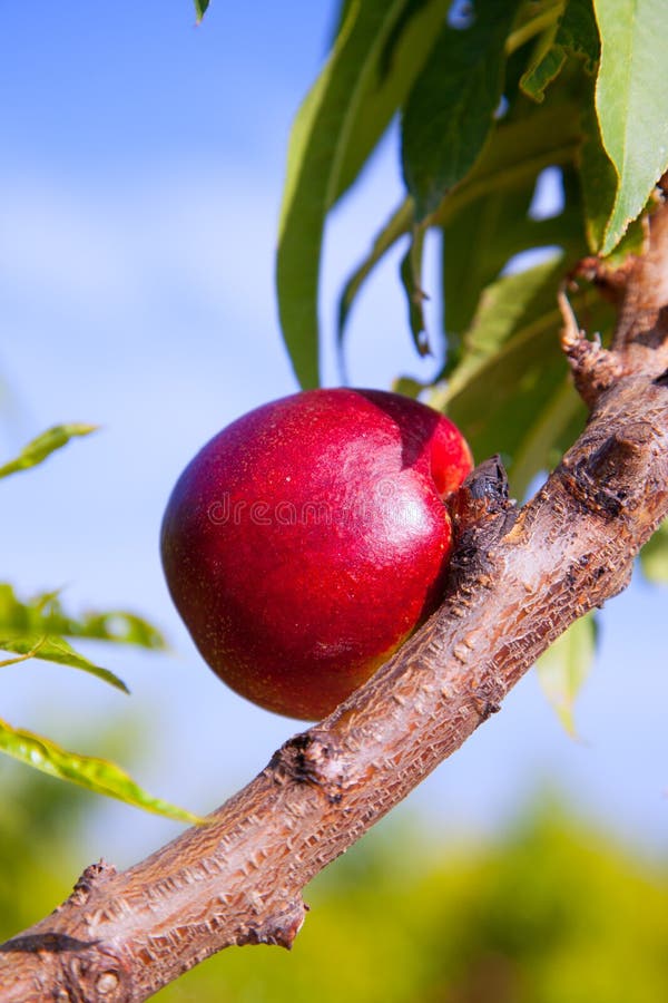 Nectarine Fruits on a Tree with Red Color Stock Photo - Image of mellow ...
