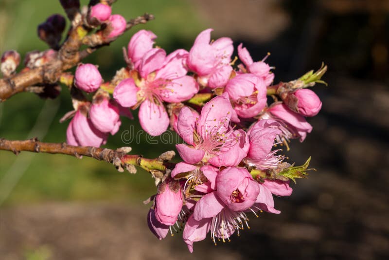 Nectarine Tree, Prunus Persica Stock Image - Image of bloom, spring ...