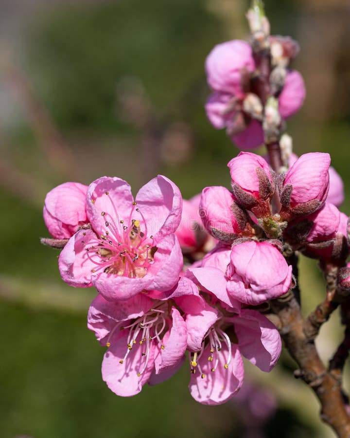 Nectarine Tree, Prunus Persica Stock Photo - Image of gardening, flora ...